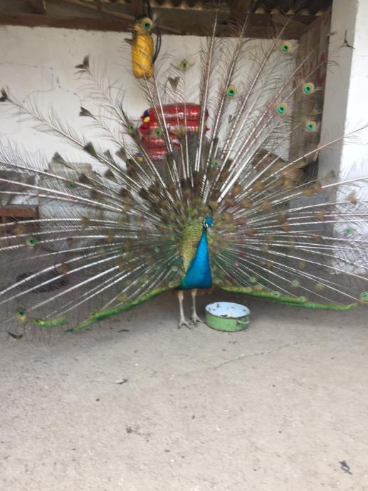 PRODAJEM PAUNA I PAUNICU