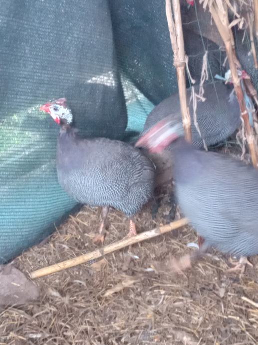 PRODAJEM UKRASNE KOKE I FAZANE