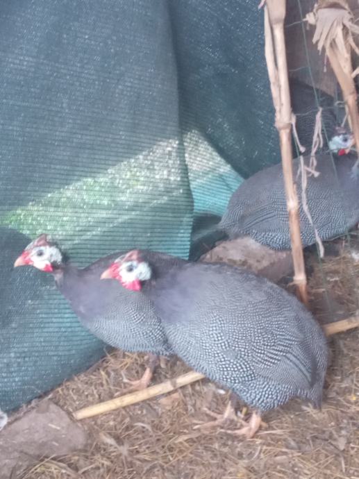 PRODAJEM UKRASNE KOKE I FAZANE