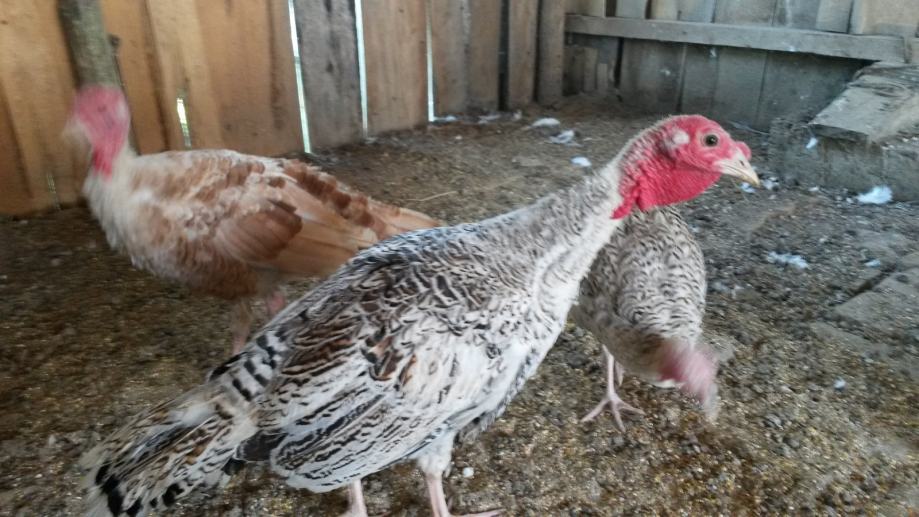 purici..pure..purani..jaja..