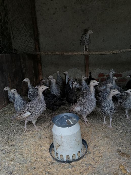 Purići, purice, pure