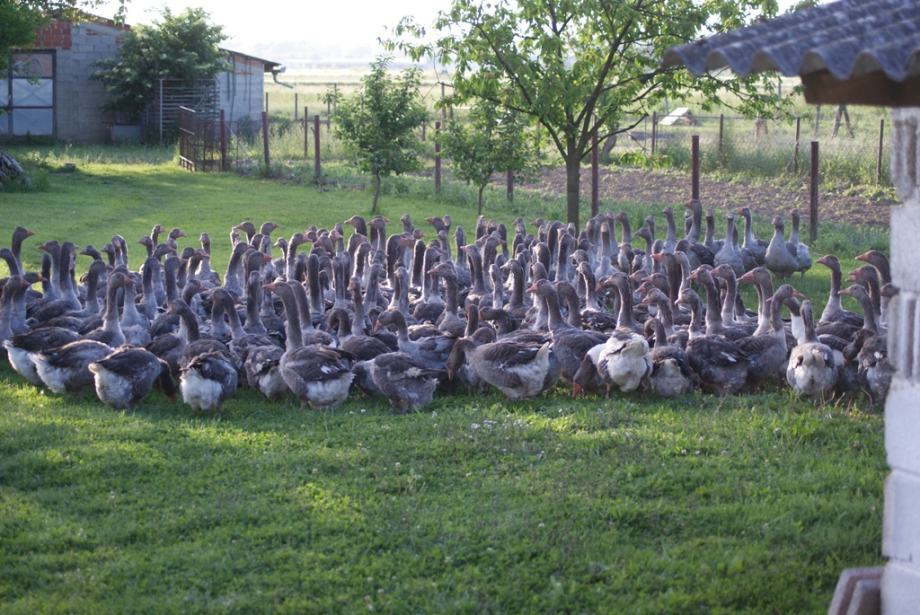 **AKCIJA** VELIKE GUSKE (bijele i sive),40 KN KOMAD , rasplodno jato