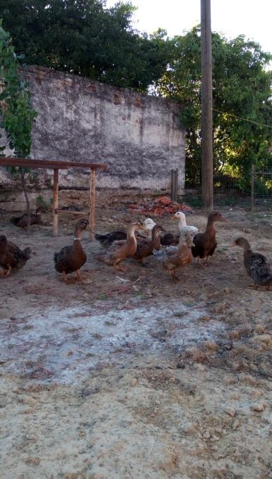 RUANSKA PATKA-JAJA ZA NASAD