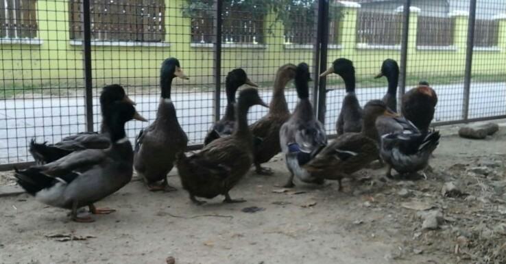 Ruanska patka, muzjaci za rasplod