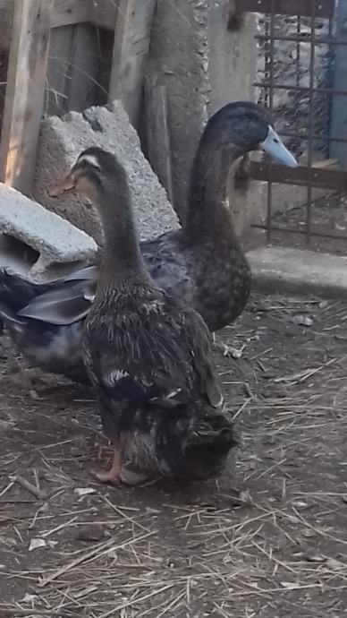 Ruanska patka i patak