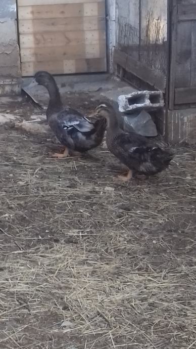 Ruanska patka i patak