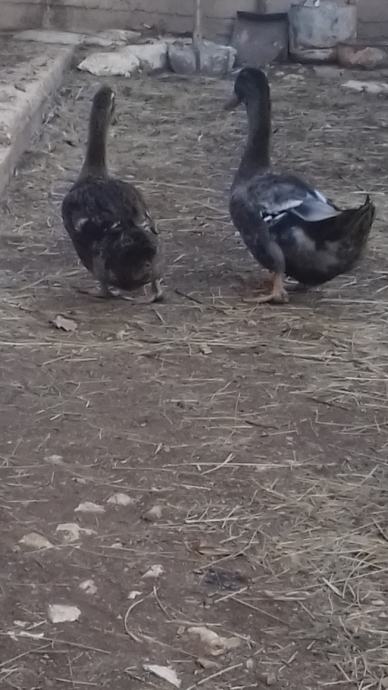 Ruanska patka i patak