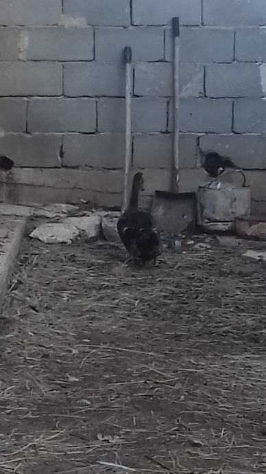 Ruanska patka i patak