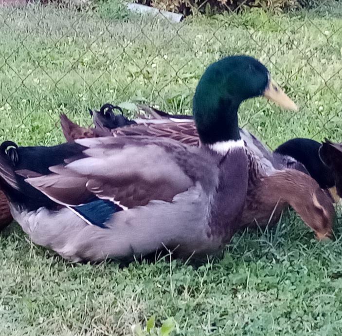 Ruanske patke- jaja za nasad i pačići