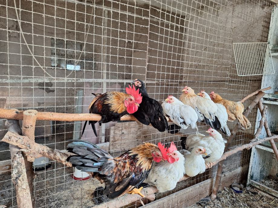 šabo ukrasne kokice i pjetlići