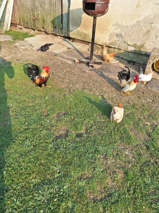 šabo ukrasne kokice i pjetlići