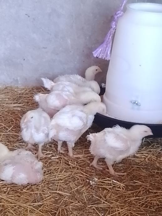 Trotjedni Tovni Pilici narudzbe