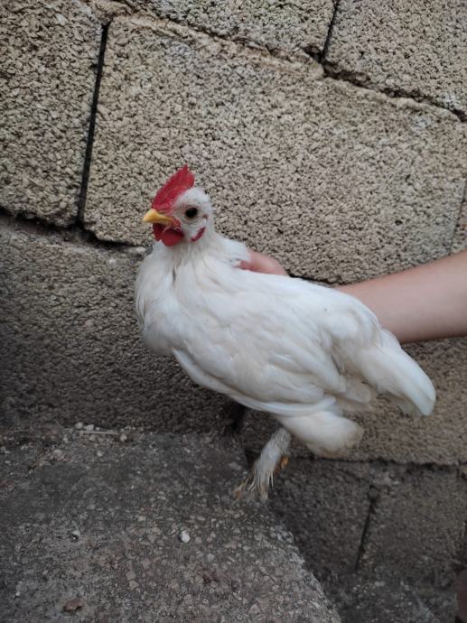 Ukrasne kokoši Đuro i Kata