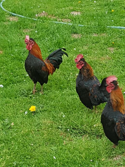 Ukrasne kokosi, kokice, jureki