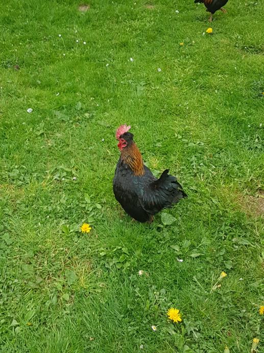 Ukrasne kokosi, kokice, jureki