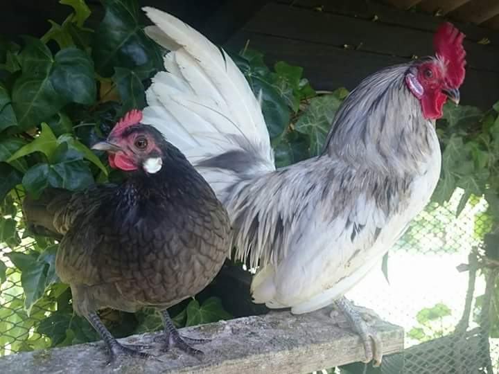 Ukrasne patuljaste nizozemske kokoši