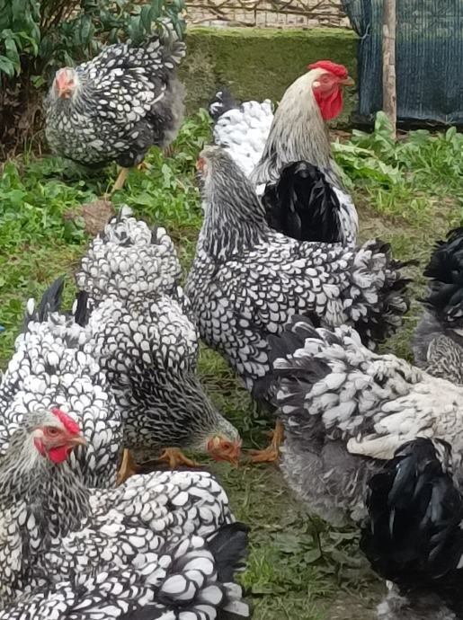 Wyandotte kokoške