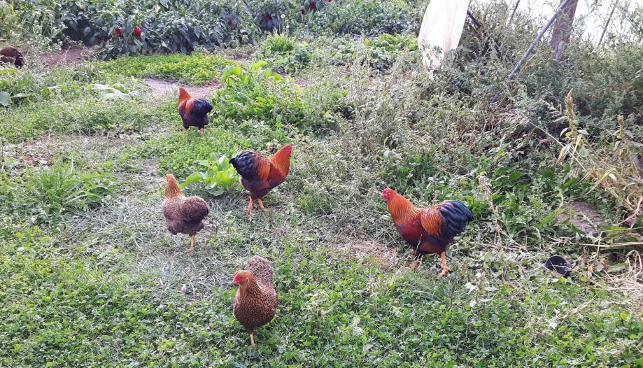 Wyandotte, Wiandotta, Viandota, Vijandota, Viandot