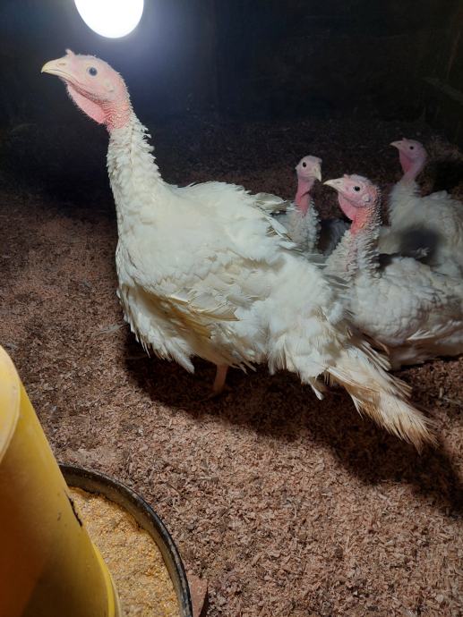 Božićne purice 5 do 7 kg