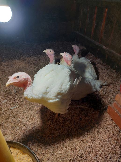 Božićne purice 5 do 7 kg