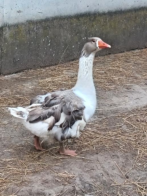 Kovrčavi gusan za rasplod