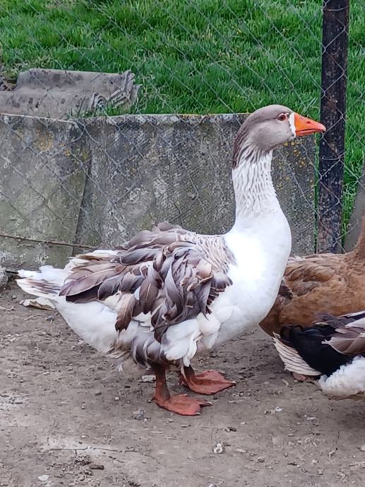 Kovrčavi gusan za rasplod