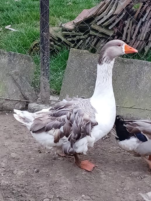 Kovrčavi gusan za rasplod