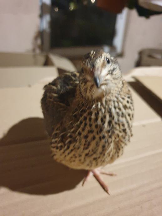 Meso japanske prepelice