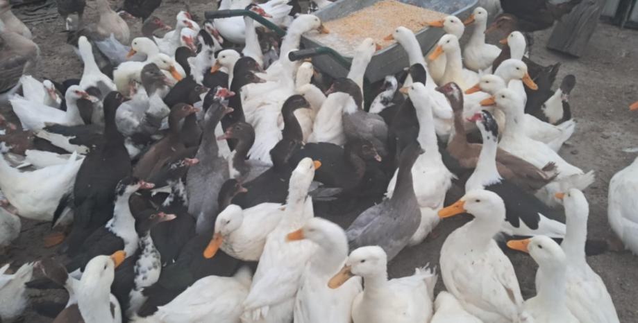 Domaće guske€50 i patke€10kg