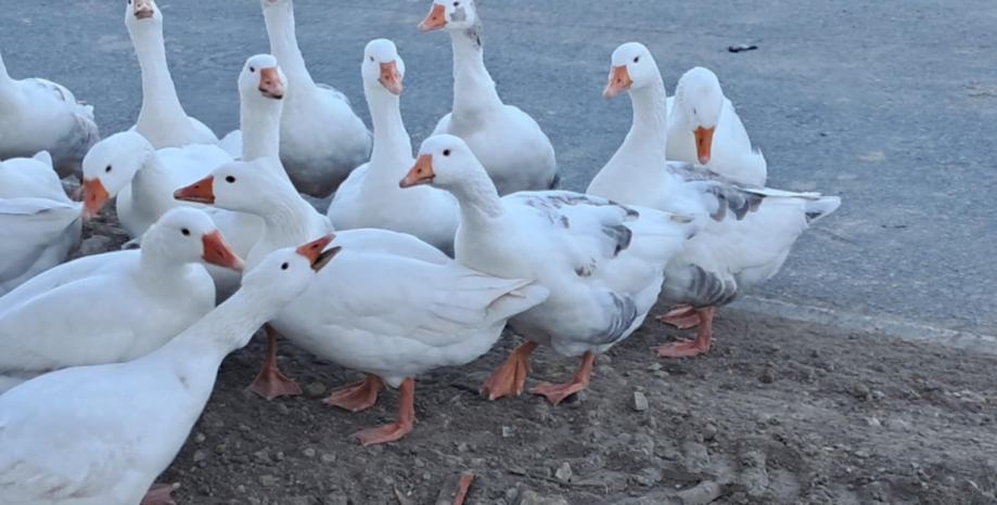 Domaće guske€50 i patke€10kg