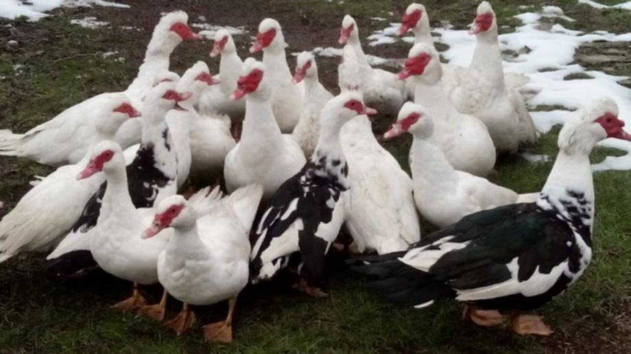 PRODAJEM PATKE I GUSKE ZA RASPLOD