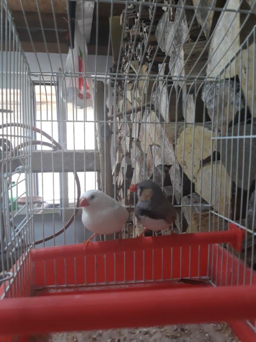 Australijske zebe sa krletkom