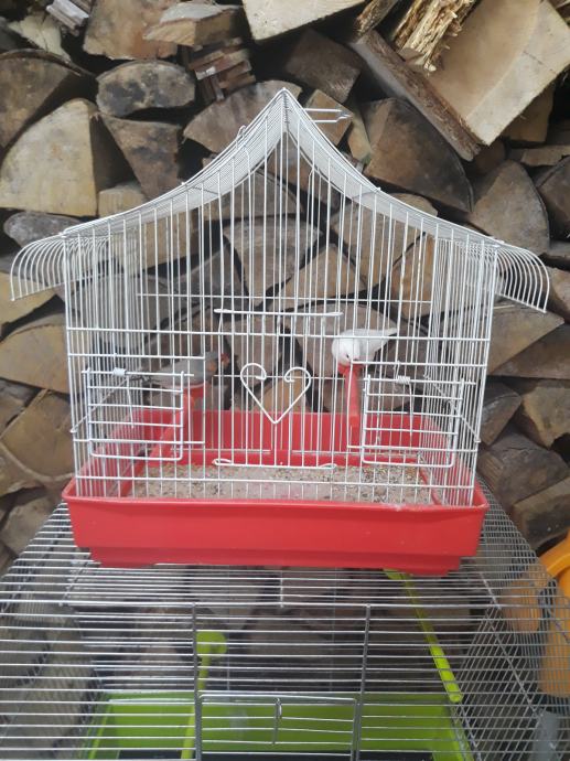 Australijske zebe sa krletkom