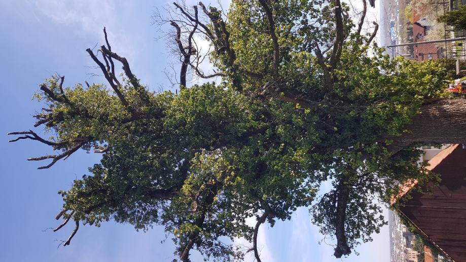 Poklanjam stablo brijesta