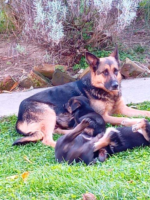 Poklanjam stence mjesanci njem.ovcara i retrivera