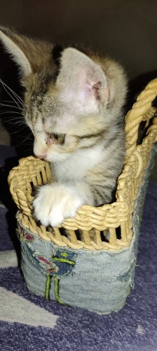 Poklanjamo pitome i umiljate macice