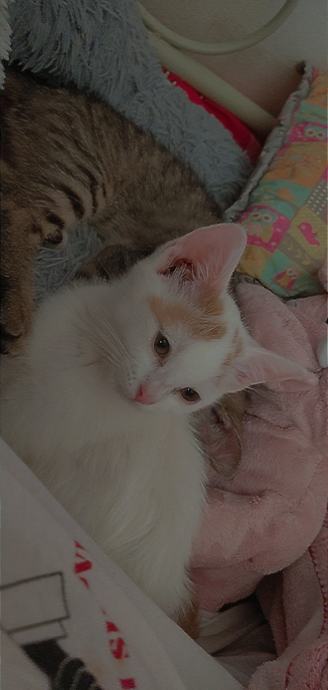 Poklanjamo pitome i umiljate macice