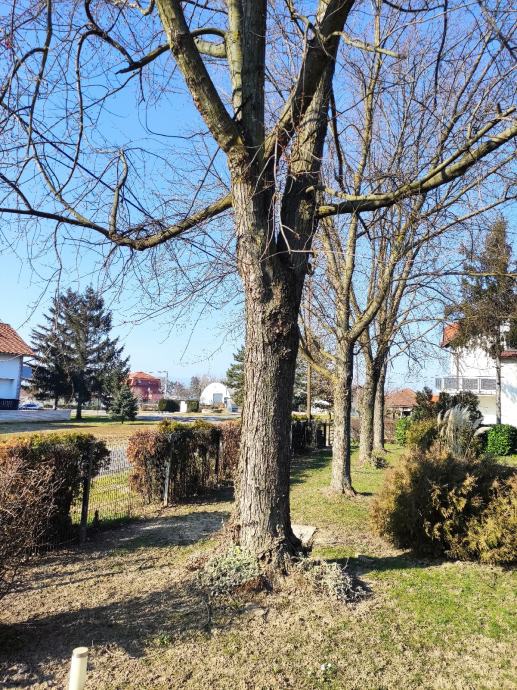 Poklanjamo stablo Jasena