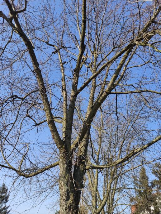 Poklanjamo stablo Jasena