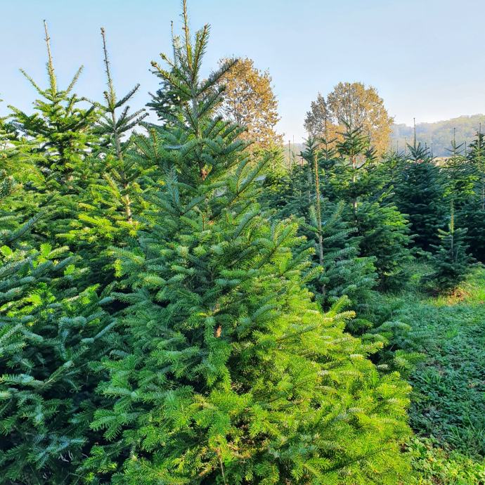 BOŽIĆNA DRVCA- Nordijske jele i srebrne smreke VRHUNSKE KVALITETE