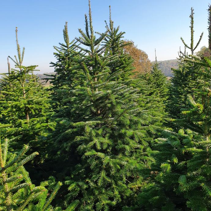 BOŽIĆNA DRVCA- Nordijske jele i srebrne smreke VRHUNSKE KVALITETE