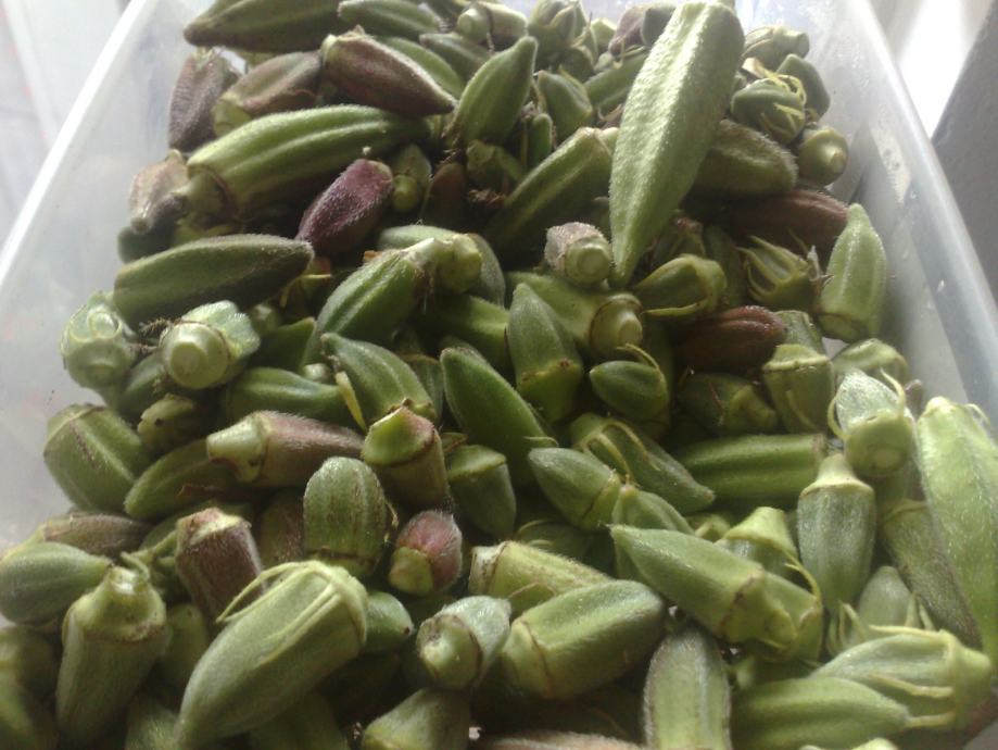 bamija - ekološki uzgoj