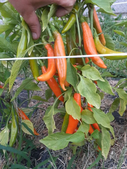 SWETT BANANA ORANGE blagi papričica-feferon