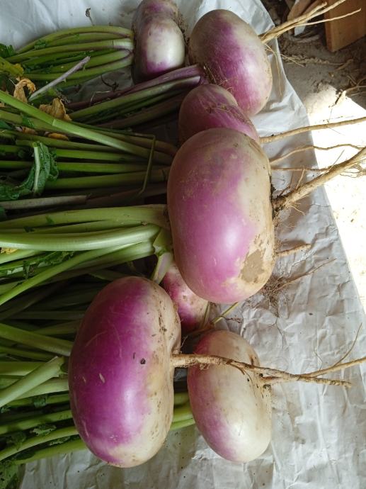 Bijela repa za kiseljenje EKO UZGOJ