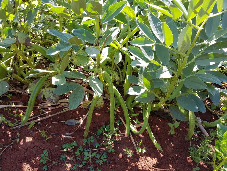 Bob u mahuni iz ekološkog uzgoja