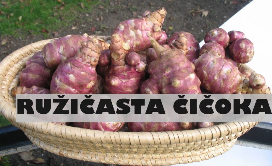 ČIČOKA ZA DIJABETIČARE I DETOKSIKACIJU +GRATIS RECEPTI UZ NARUDŽBU!