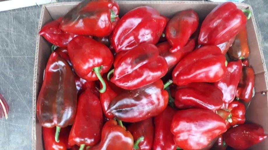 Crvena rog paprika i patlidžan - PITOMAČA