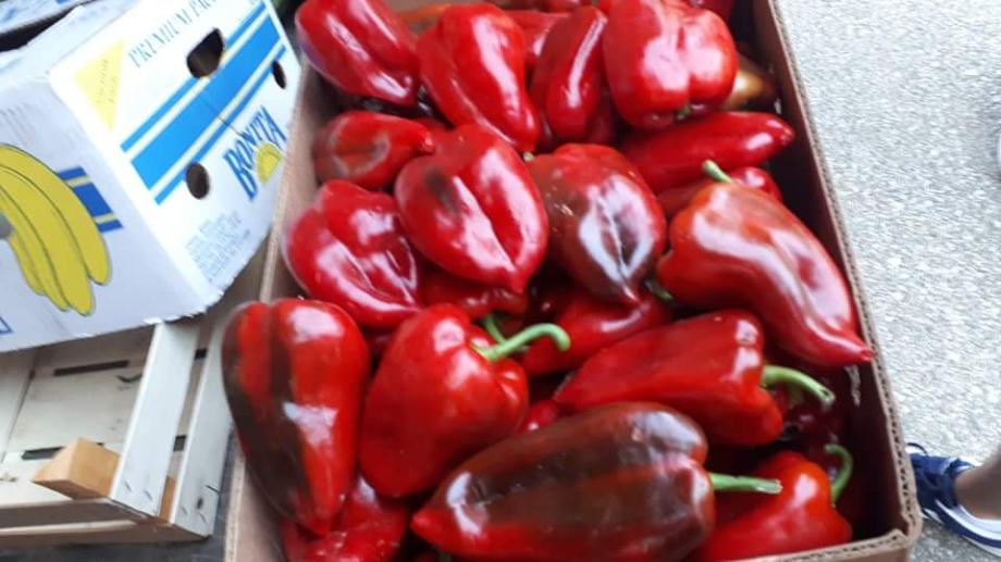 Crvena rog paprika i patlidžan - PITOMAČA