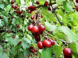 DRIJEN/DRIJENAK/DRENJINE!!!