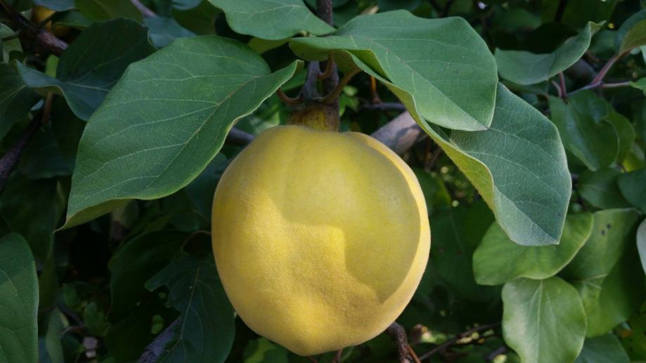 DUNJE, Plod 1.klasa Prodaja